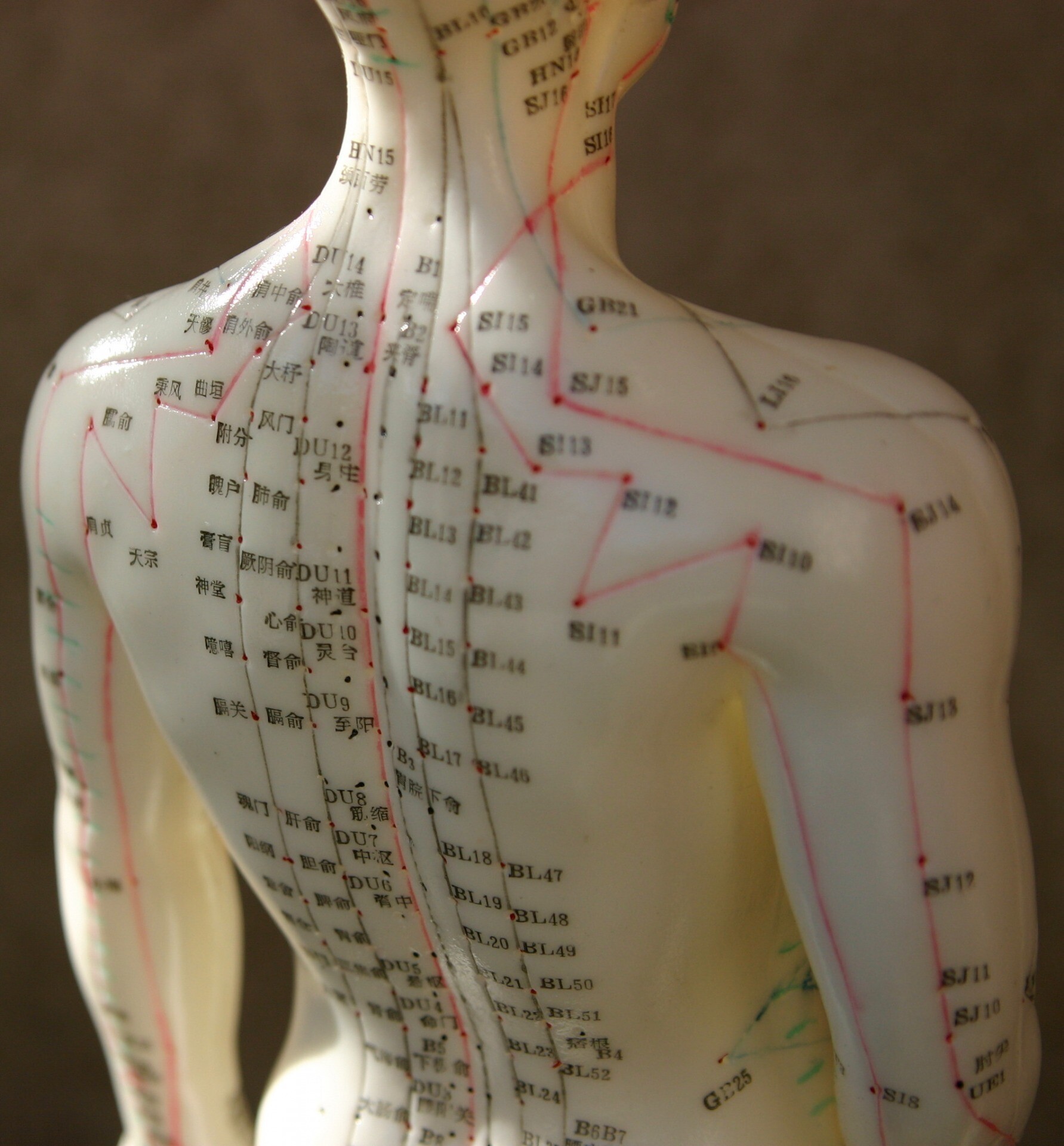 The Meridian System - Avery Yackel - acupuncture, moxibustion, shiatsu ...